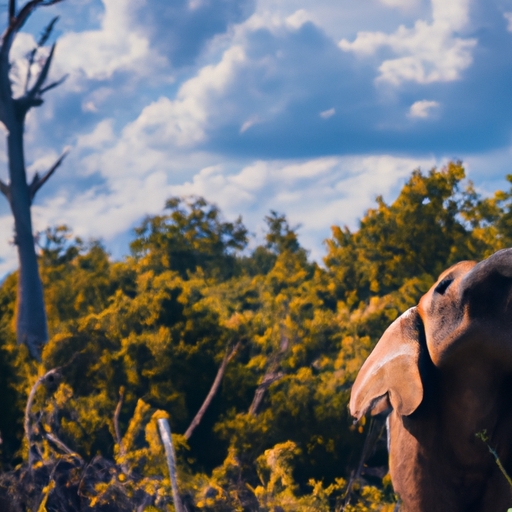 Sognare un elefante - significato e interpretazione